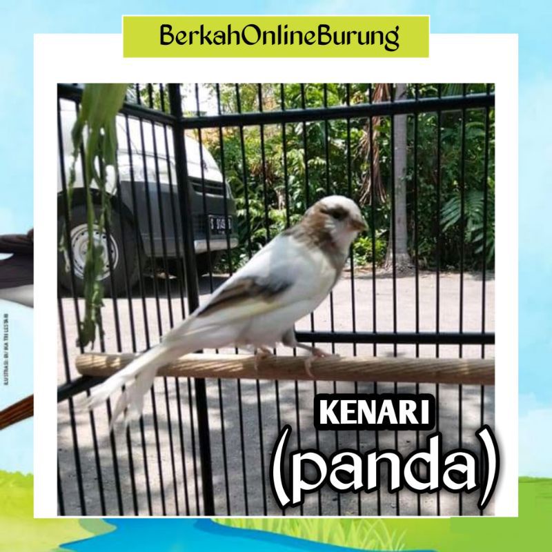 Jual Burung Kenari Jantan Panda Af Rawatan | Shopee Indonesia