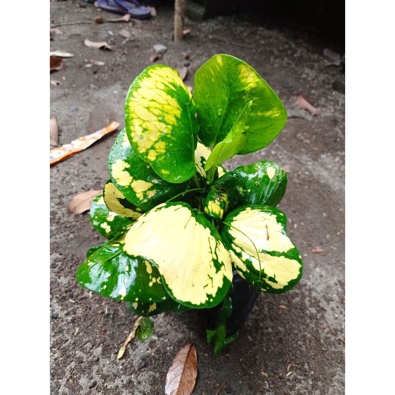 Jual BIBIT TANAMAN HIAS 3 BUNGA PURING APEL TELUR | Shopee Indonesia