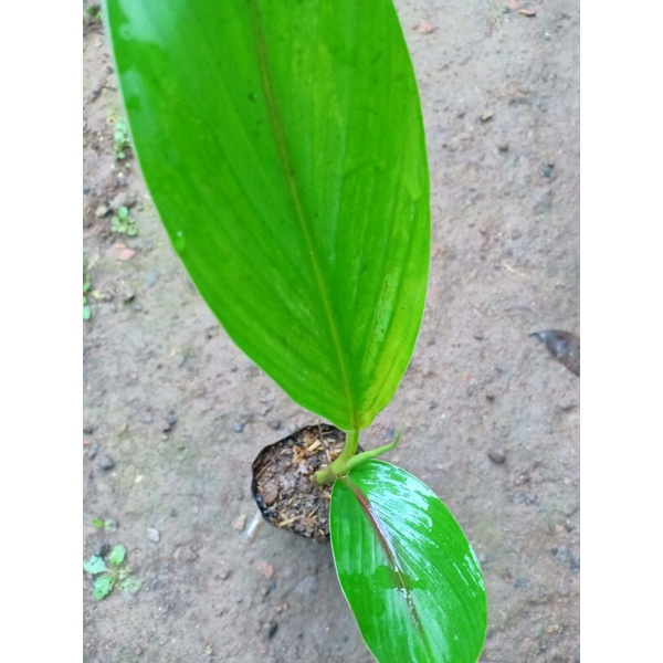Jual tanaman TEMU GIRING (Curcuma heyneana Valeton) | Shopee Indonesia