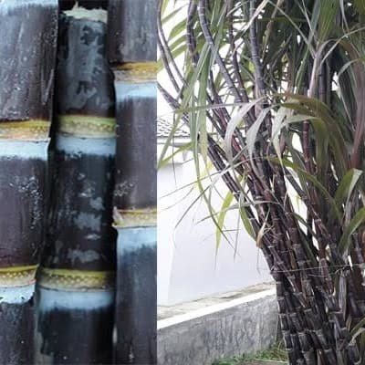 Jual Jual Batang Tebu Hitam Atau Tebu Ireng SUPER 1kg | Shopee Indonesia