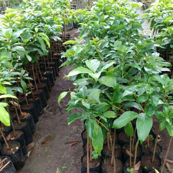 Jual R12 Diskon Bibit Tanaman Buah Alpukat Miky Tanpa Ulat Unggulan *_$ | Shopee Indonesia