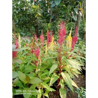 Jual Bunga Jengger Ayam Terlengkap & Harga Terbaru Juni 2024 | Shopee ...