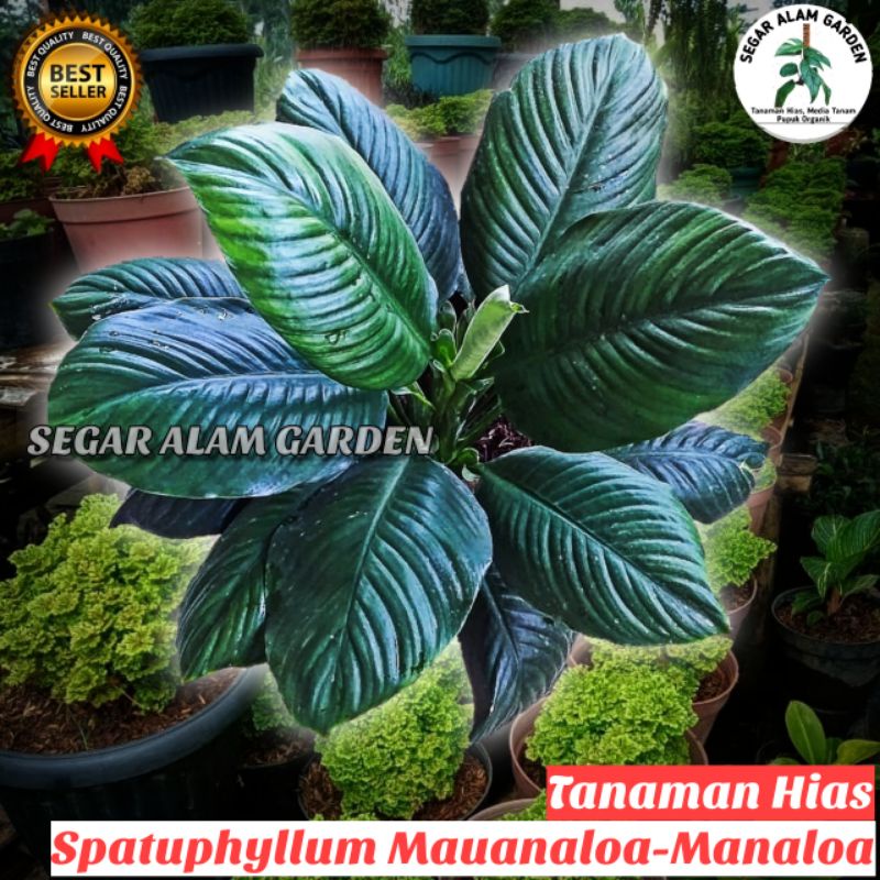 Jual Tanaman Hias MANALOA - Muana Loa | Shopee Indonesia