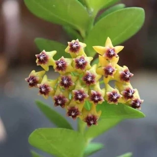 Jual anggrek hoya Harga Terbaik & Termurah Juni 2024 | Shopee Indonesia