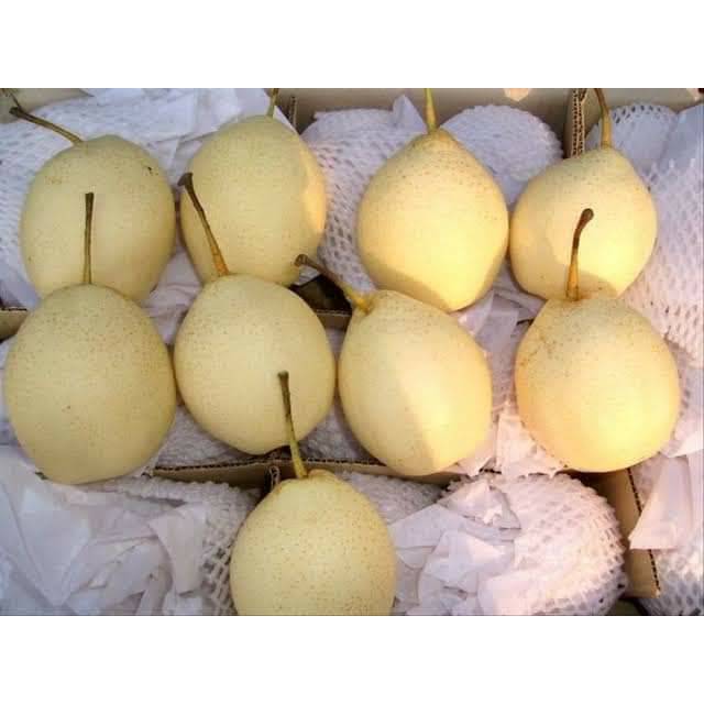 Jual Pir Kuning Pear Madu | Shopee Indonesia