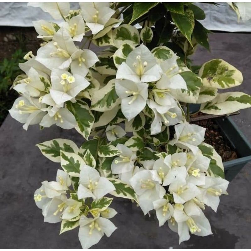 Jual Bugenvil varigata bunga putih | Shopee Indonesia