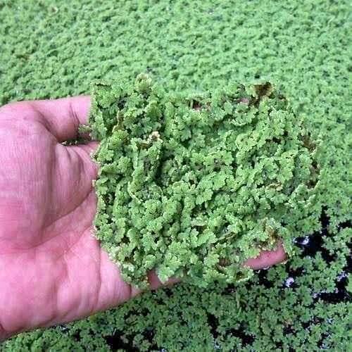 Jual Bibit Azolla 1kg pinnata microphylla pakan ternak | Shopee Indonesia