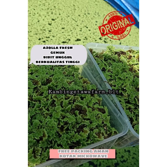 Jual [TERMURAH KUALITAS SUPER] AZOLLA 1KG || AZOLA || AZOLA GEMUK ...