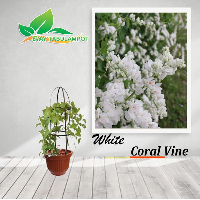 Jual Bibit Tanaman Hias Bunga Rambat White Coral Vine | Shopee Indonesia