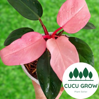 Produk CUCUGROW | Shopee Indonesia