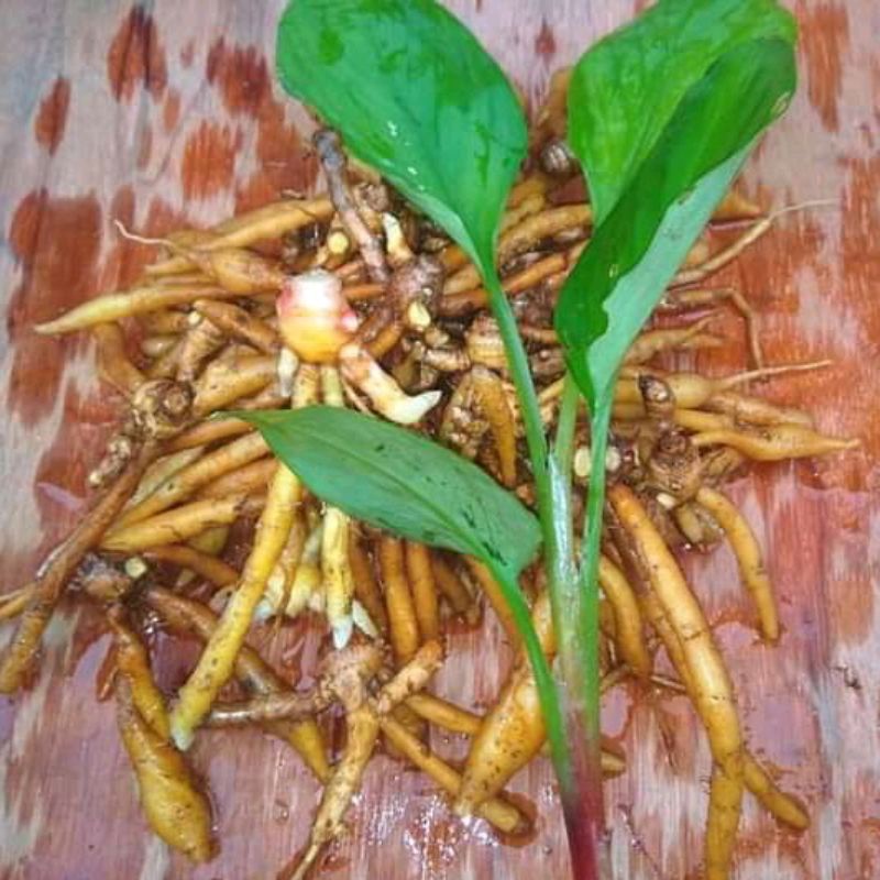 Jual Tanaman Herbal Temu Kunci | Shopee Indonesia