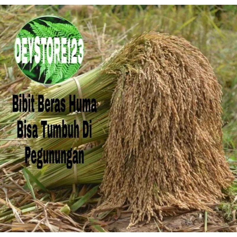 Jual padi huma darat kemasan 1 kg | Shopee Indonesia