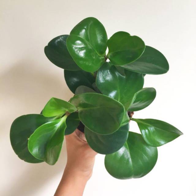 Jual Tanaman hias teplant Jade plant - paperomia hijau - money tree ...