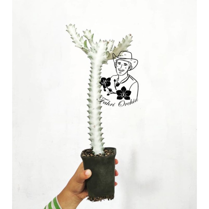 Jual FahriOrchid - Holy host cactus Euphorbia lactea | Shopee Indonesia