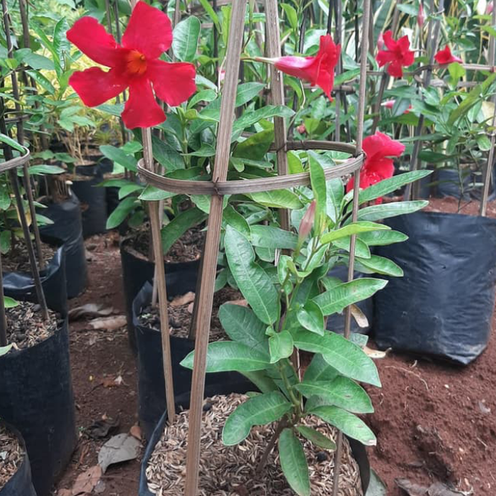 Jual tanaman hias merambat mandevilla bunga merah | Shopee Indonesia