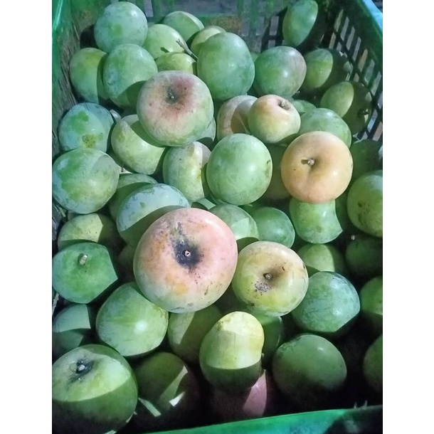 Jual BUAH MANGGA APEL MENGKAL 1KG | Shopee Indonesia