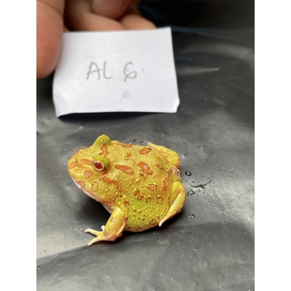 Jual Kodok Pacman Albino Frog A6 | Shopee Indonesia