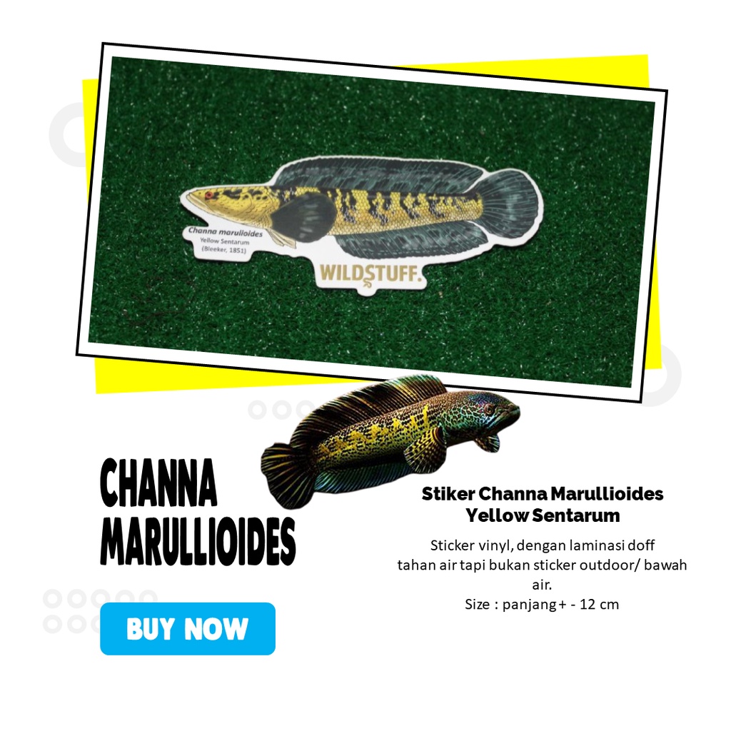 Jual Sticker Channa Marulioides Yellow Sentarum | Shopee Indonesia
