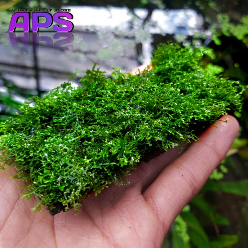 Jual ricardia mos aquascape / tanaman aquascape moss ricardia lempeng ...