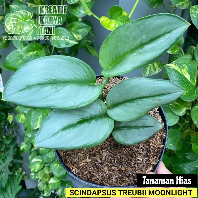 Jual Tanaman sirih susu - Scindapsus treubii moonlight | Shopee Indonesia