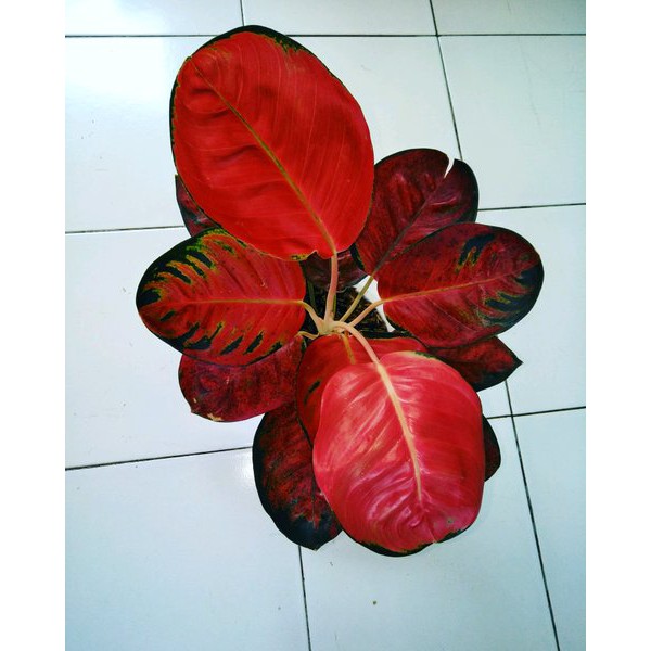 Jual Bonggol Aglonema Kochin Hello Kitty Mangkok Super spesial | Shopee Indonesia