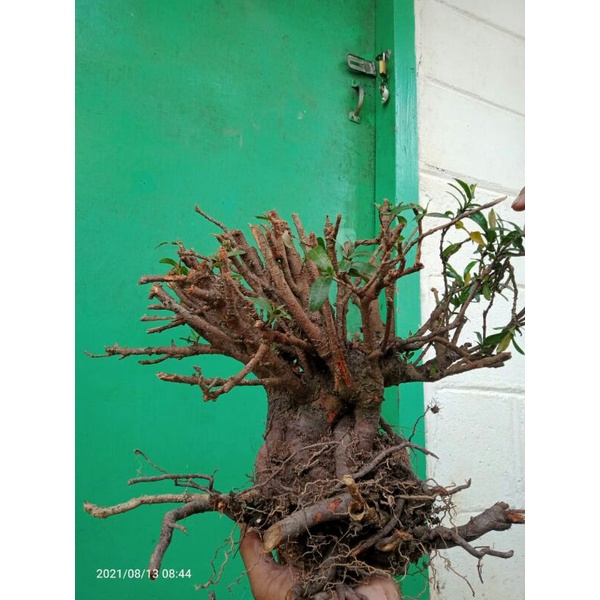 Jual bahan bonsai atau bonggol asoka mikro super bunga merah | Shopee ...