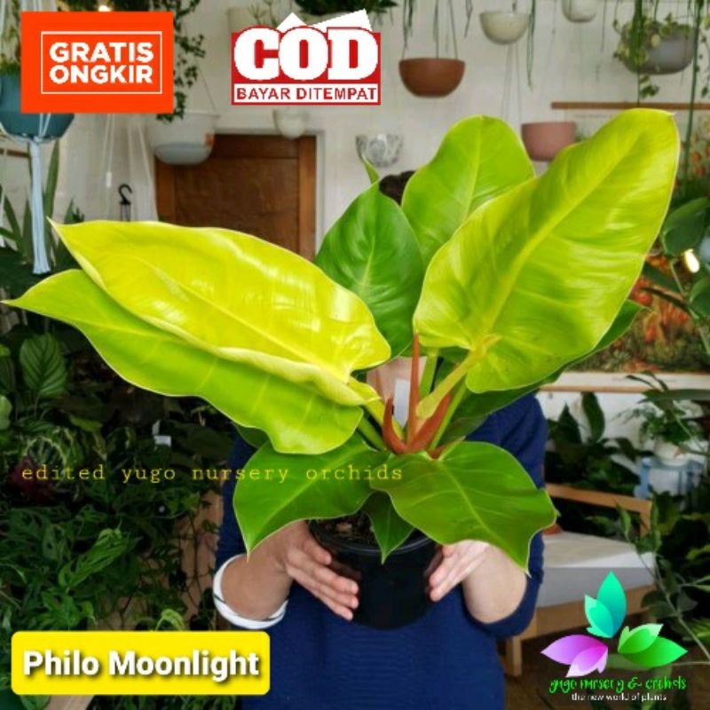 Jual Philo Moonlight Philodendron Moonlight daun banyak dan rimbun ...