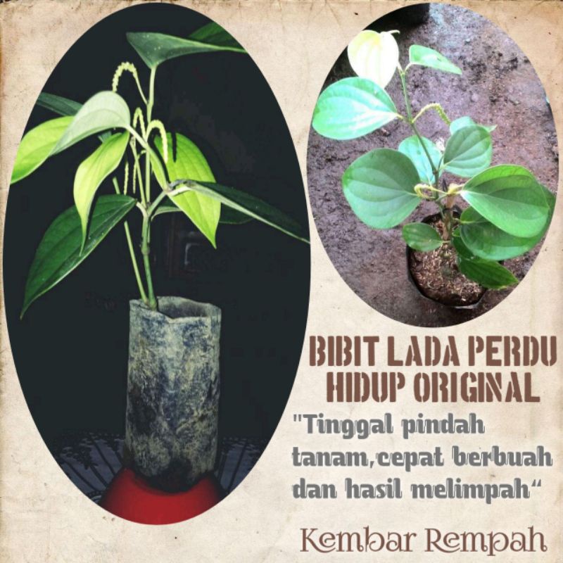 Jual BIBIT LADA | MRICA PERDU (HIDUP) | Shopee Indonesia