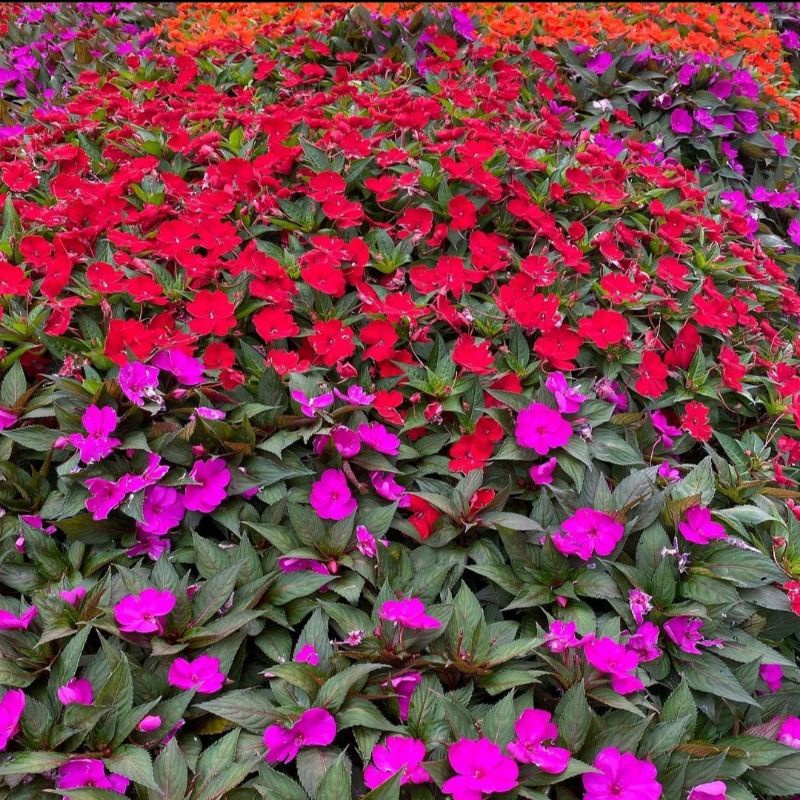 Jual Bunga PACAR AIR Berbunga - Tanaman Hidup Bunga Hias Impatiens ...