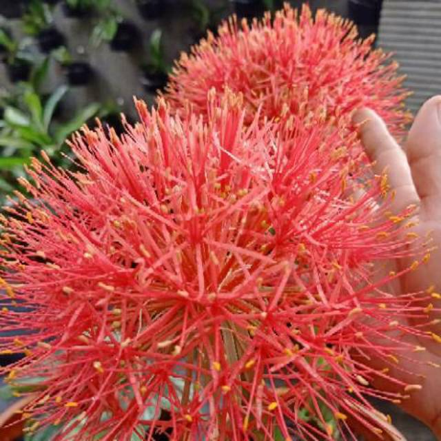 Jual Bunga september | Shopee Indonesia