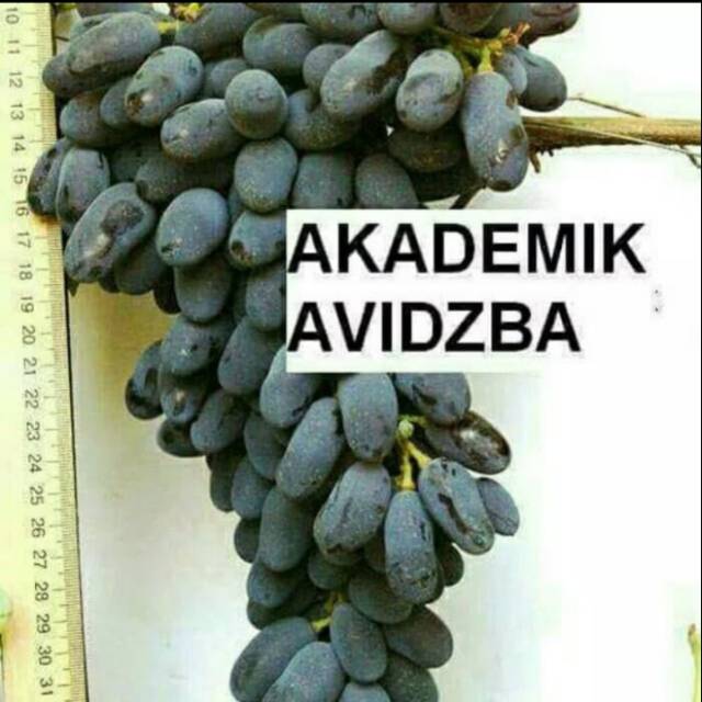 Jual Bibit Anggur Import AKADEMIK AVIDZBA | Shopee Indonesia