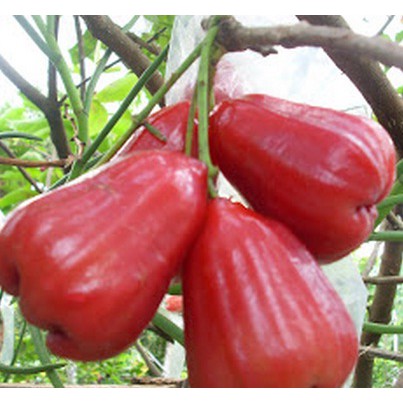 Jual Tanaman Jambu Citra Merah | Shopee Indonesia