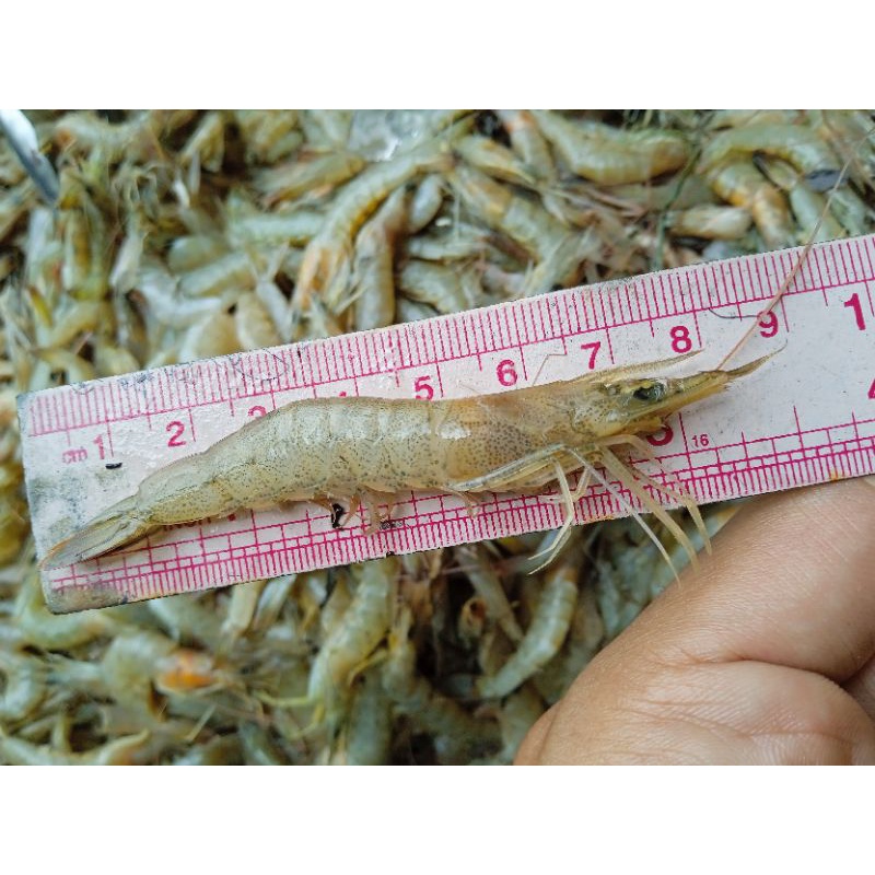 Jual UDANG API API BEKU SEGAR PAKAN IKAN PREDATOR 1KG | Shopee Indonesia