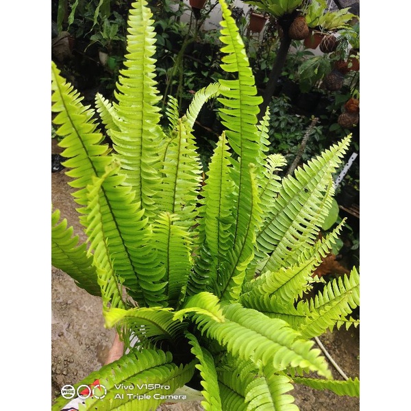 Jual Tanaman Hias Pakis Boston Sipa Tanam Asli Hutan Murah | Shopee ...
