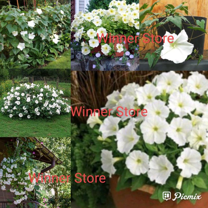 Jual Bibit Benih Bunga Moonflower (1 Butir) | Shopee Indonesia