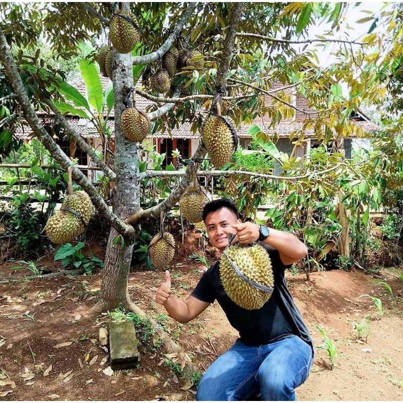 Jual bibit durian bawor super unggul siap buah | Shopee Indonesia