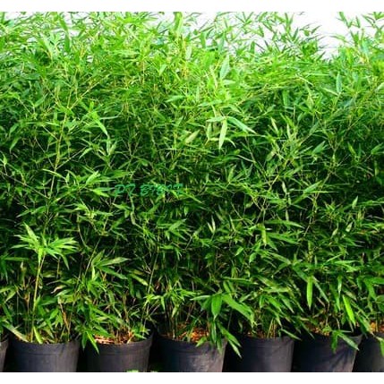 Jual Tanaman Bambu mini Hijau atau bambu cina | Shopee Indonesia