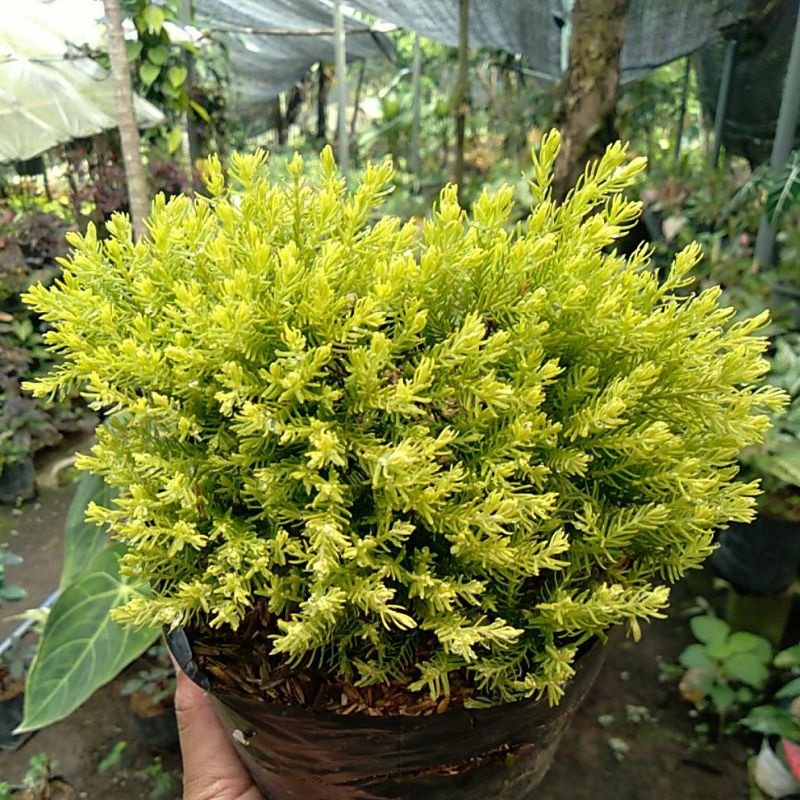 Jual Tanaman hias Bunga cemara Golden emas / Cemara Gold | Shopee Indonesia
