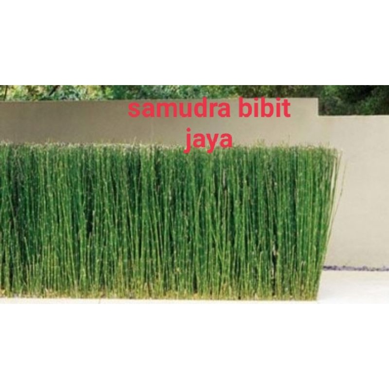 Jual tanaman alang alang tinggi65cm | Shopee Indonesia