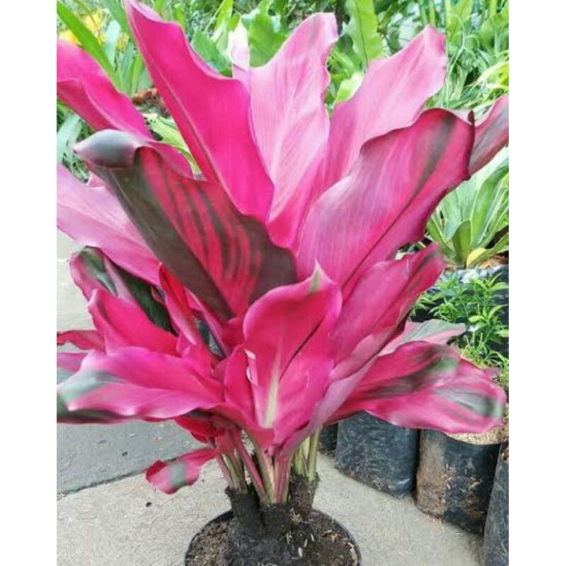 Jual Tanaman hias hanjuang merah | Shopee Indonesia