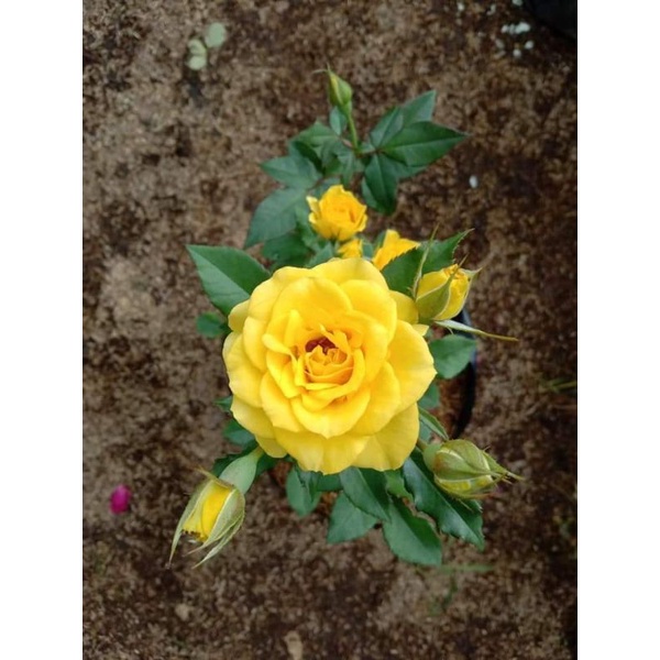 Jual TANAMAN BUNGA MAWAR KUNING SPRAY | Shopee Indonesia