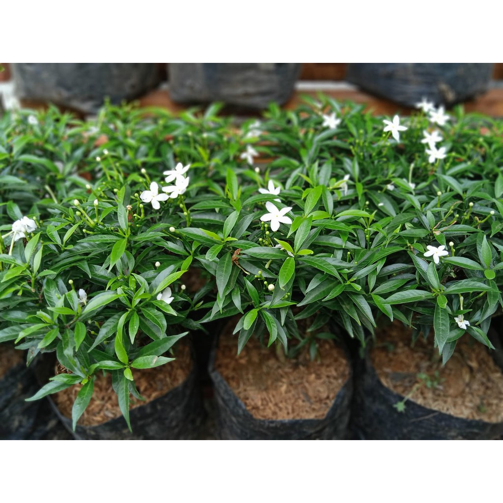 Jual Hemat - Bibit Tanaman Hias Melati Jepang/Rombusa - Cepat Berbunga ...