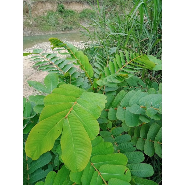 Jual 30 lembar Daun Ketepeng Cina Herbal Ketepeng Cina Segar Cassia ...