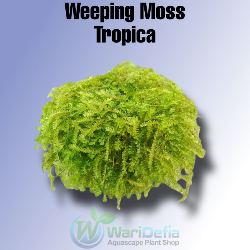 Jual Weeping Moss Tropica Tanaman Aquascape Wabikusa | Shopee Indonesia