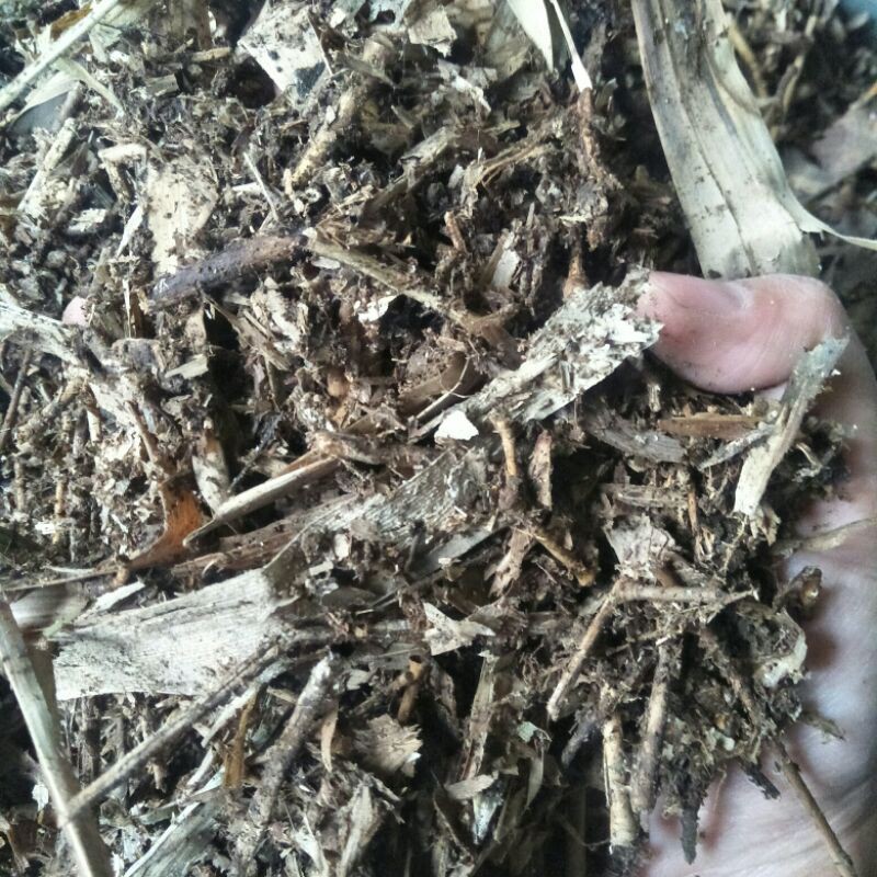 Jual Andam Daun Bambu 1kg | Shopee Indonesia