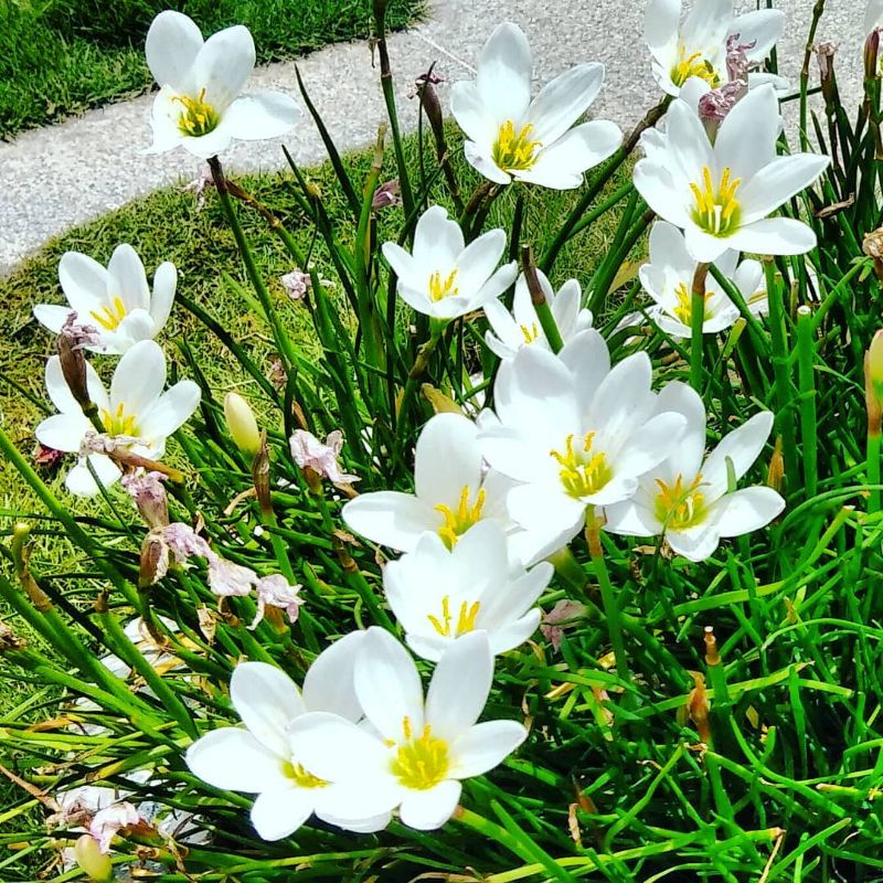 Jual Bunga RAIN LILY - Tanaman Hidup Bunga Hias Rain Lily - Tanaman ...