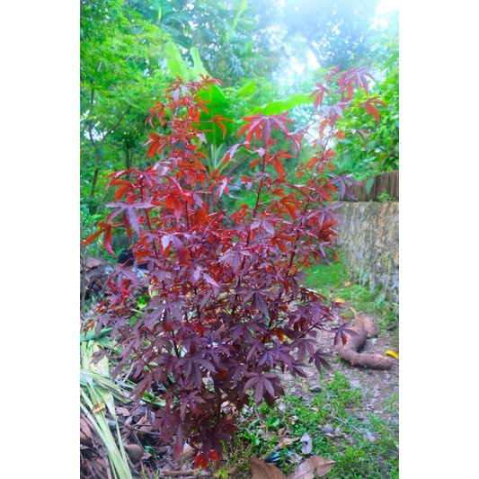 Jual BIBIT BONSAI RED MAPLE (PANAMA) | Shopee Indonesia