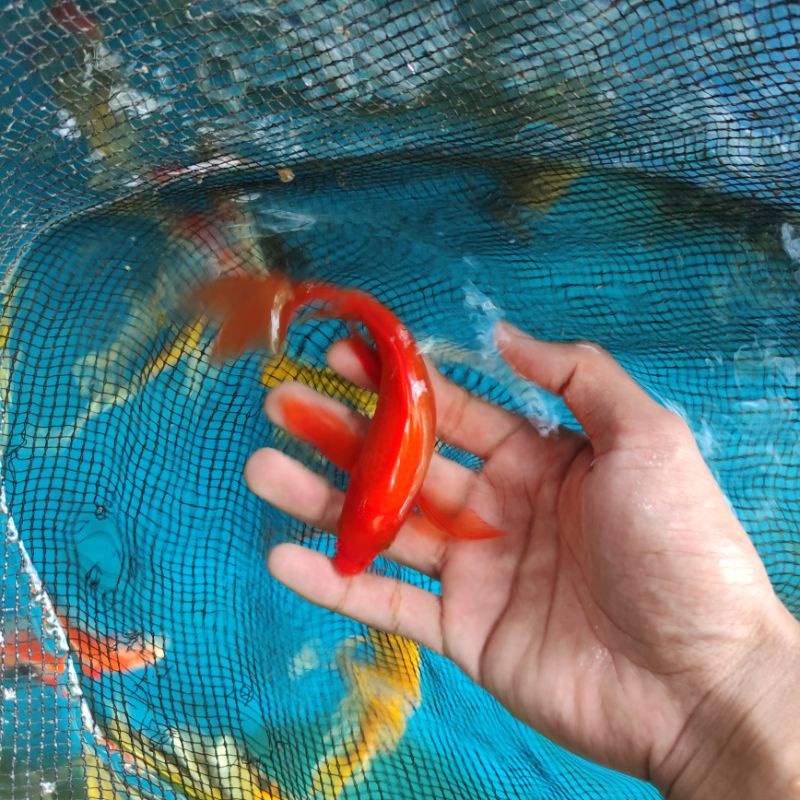 Jual Benigoi Slayer Limited Edition 15-18cm | Shopee Indonesia