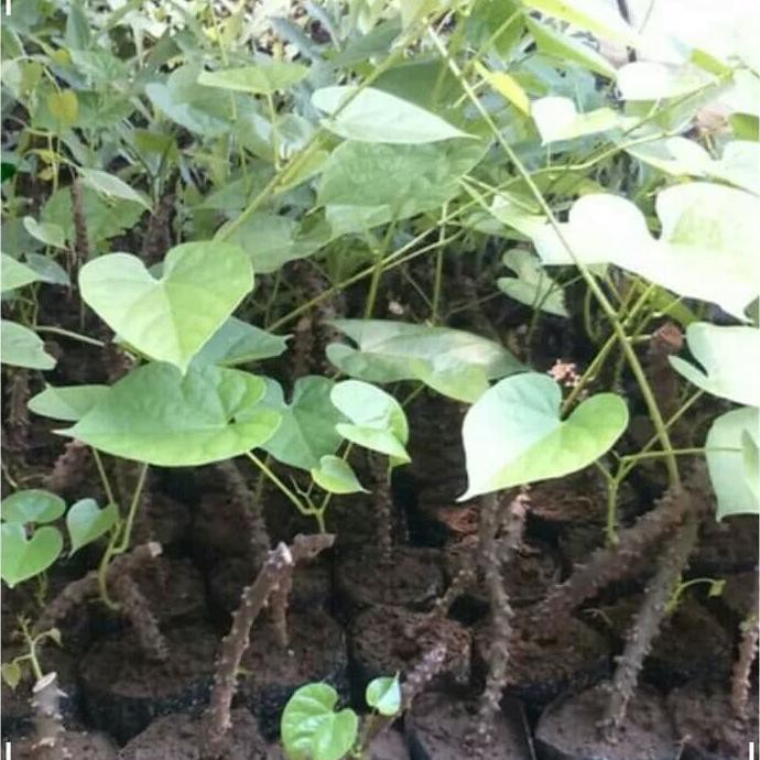 Jual PAKET 5 BIBIT TANAMAN HERBAL BROTOWALI COD | Shopee Indonesia