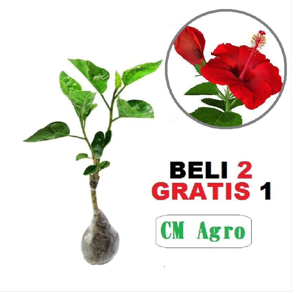 Jual Bibit bunga kembang sepatu warna merah | Shopee Indonesia